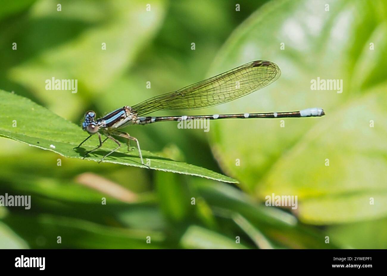 Blue-ringed Dancer (Argia sedula Stock Photo - Alamy