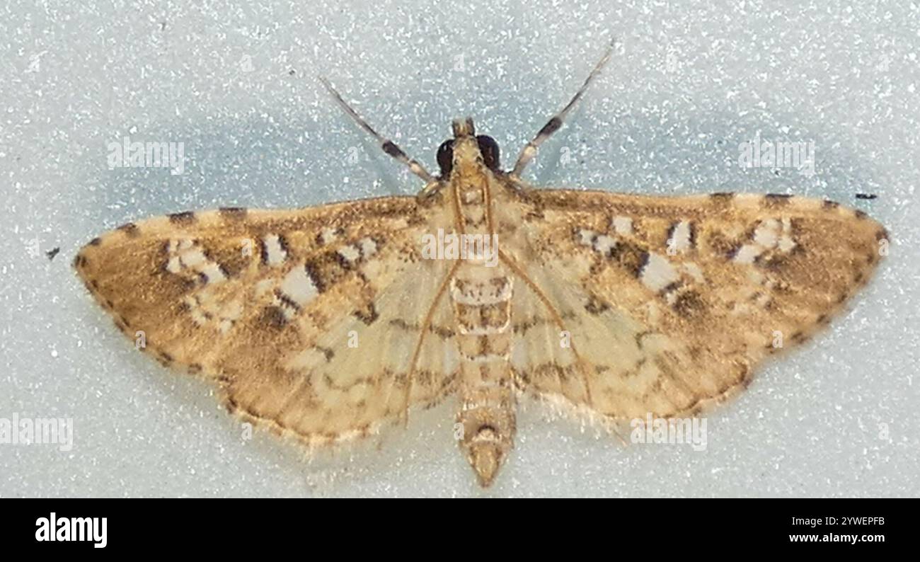 Salvinia Stem Borer Moth (Samea multiplicalis Stock Photo - Alamy