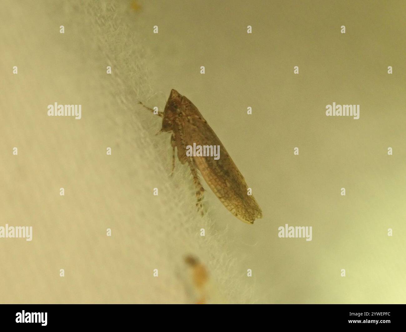 Typical Leafhoppers (Cicadellidae Stock Photo - Alamy