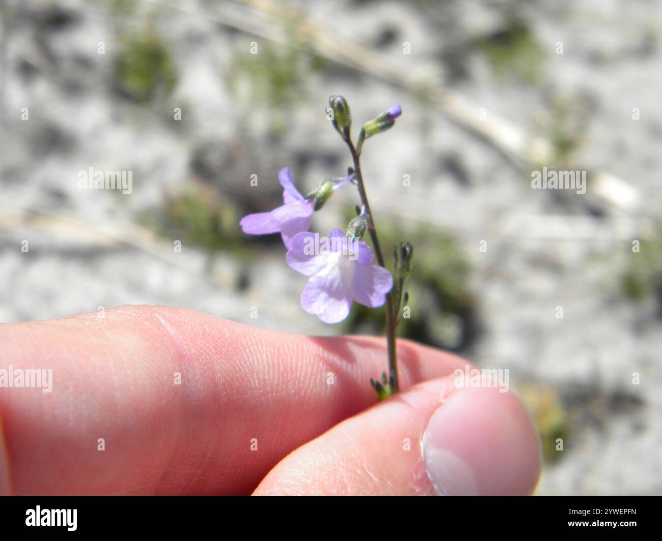 blue toadflax (Nuttallanthus canadensis Stock Photo - Alamy