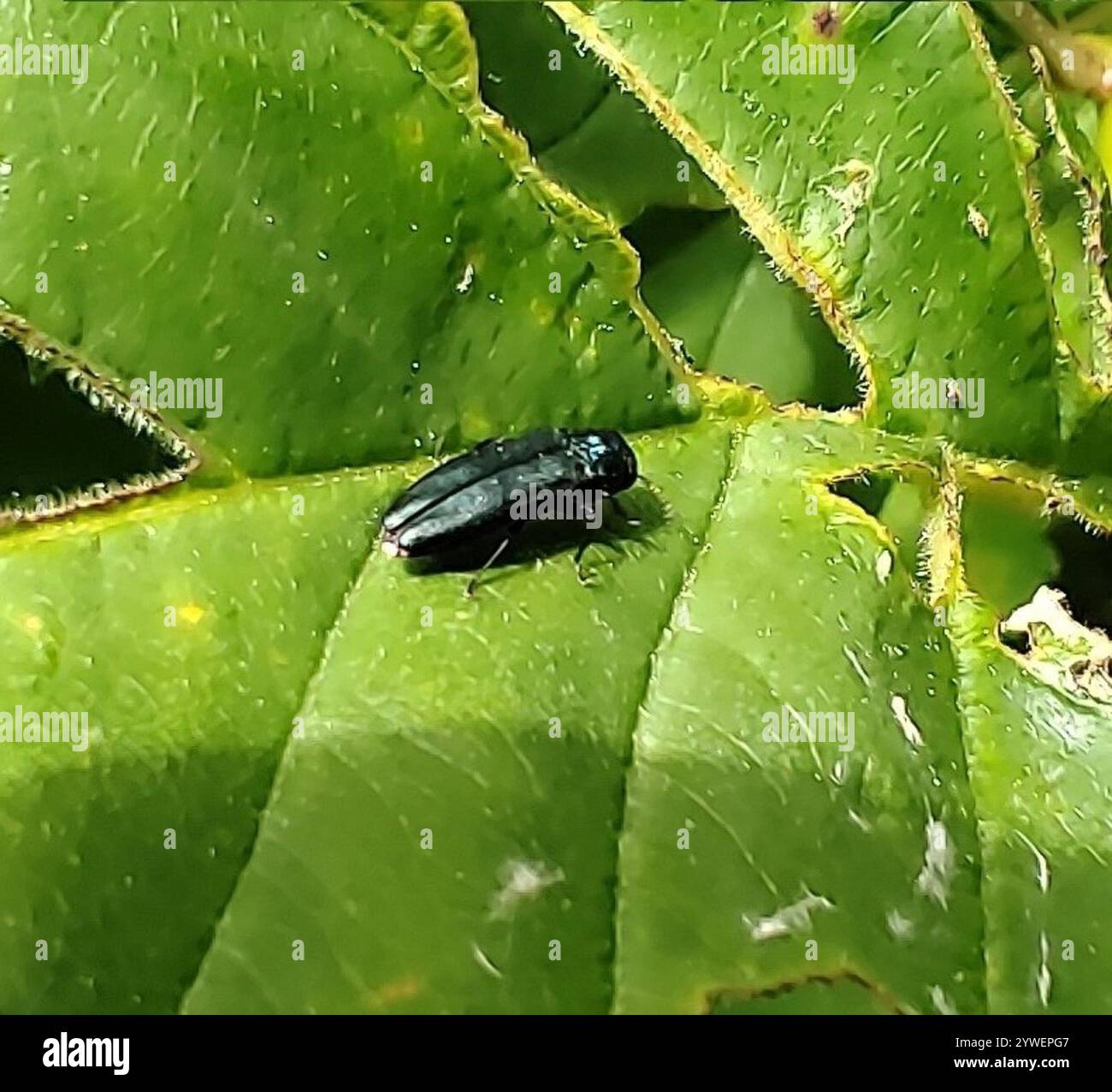 Cyanescens hi-res stock photography and images - Alamy