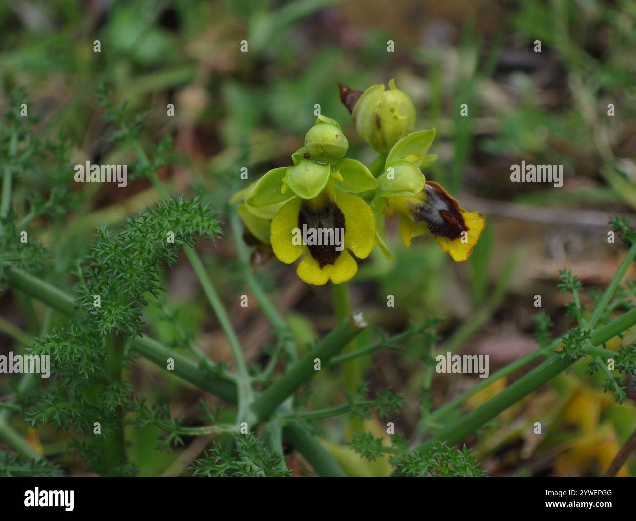 Yellow Bee-orchid (Ophrys lutea Stock Photo - Alamy