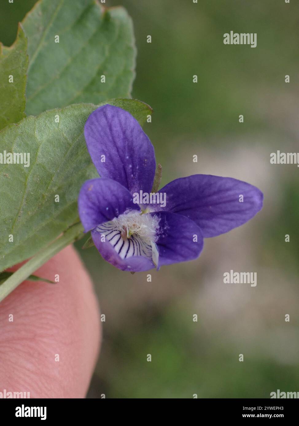 hookedspur violet (Viola adunca Stock Photo - Alamy