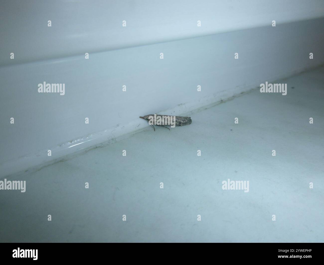 Anarsia hi-res stock photography and images - Alamy