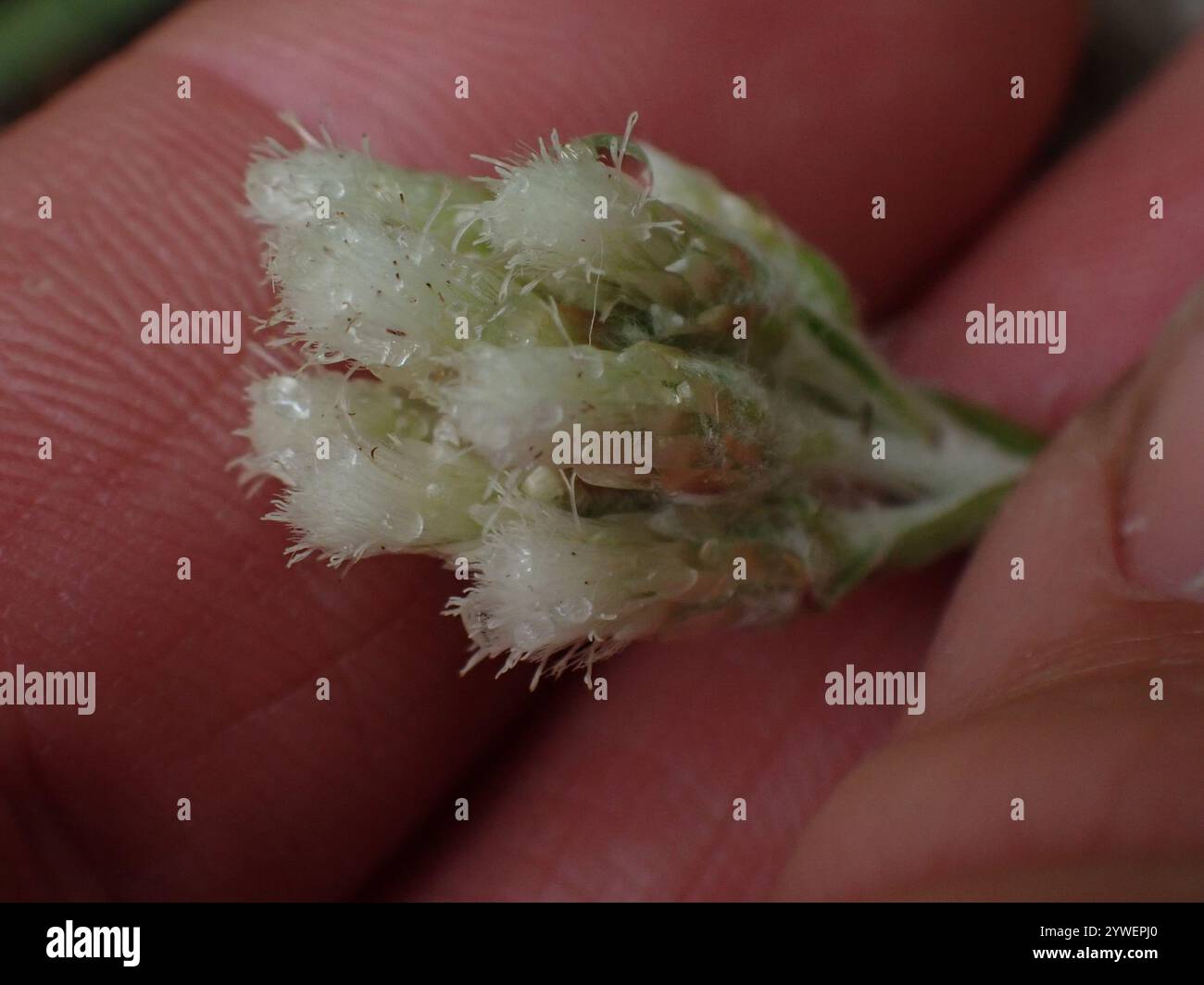 Small Pussytoes (Antennaria howellii Stock Photo - Alamy