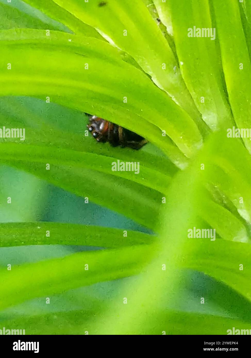 Golden Jumping Spider (Paraphidippus aurantius Stock Photo - Alamy