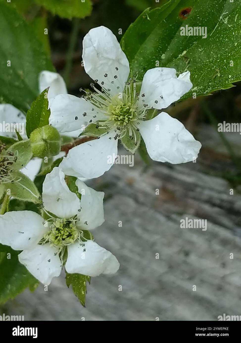 Common Dewberry (Rubus flagellaris Stock Photo - Alamy