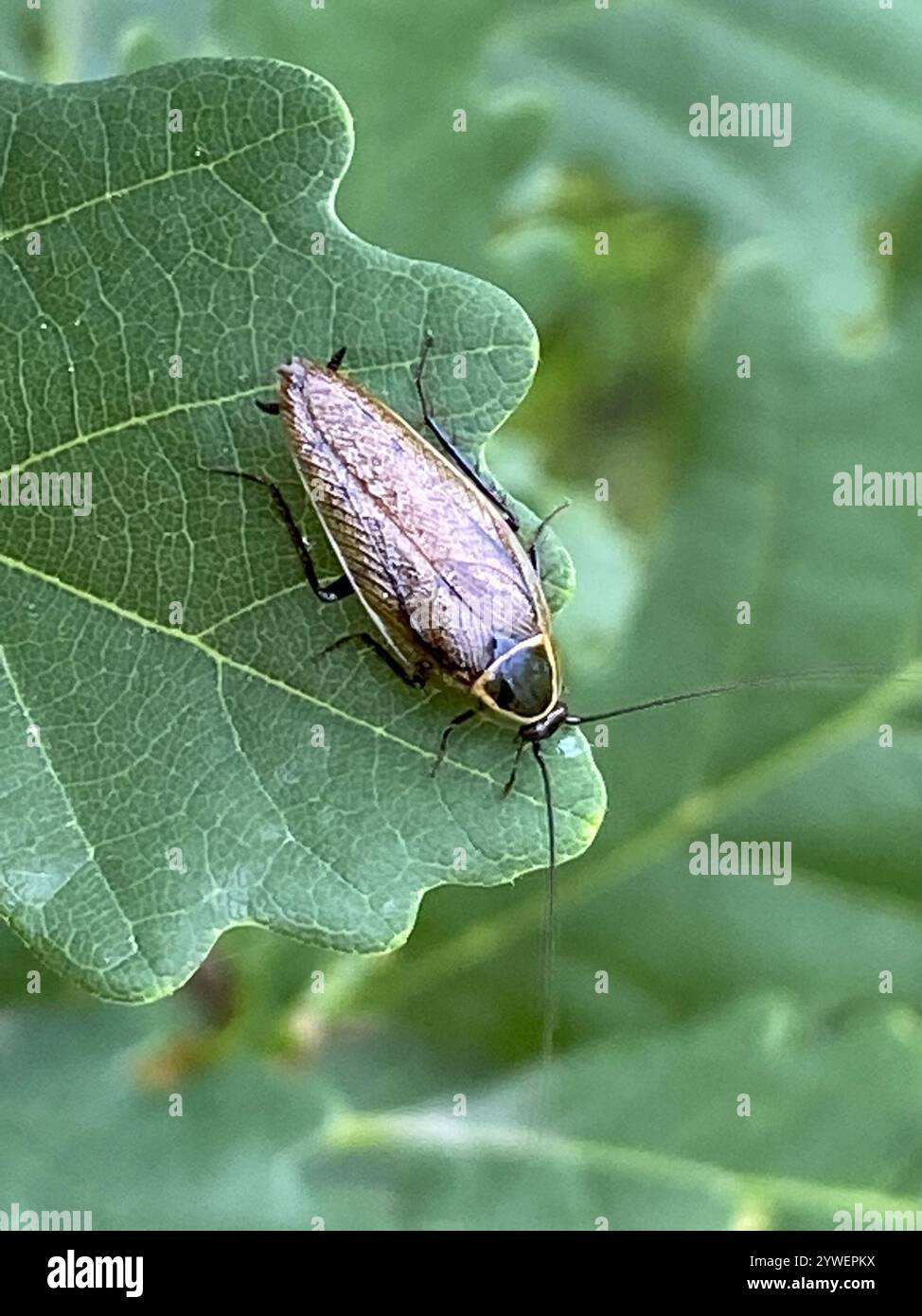 Forest Cockroach (Ectobius sylvestris Stock Photo - Alamy