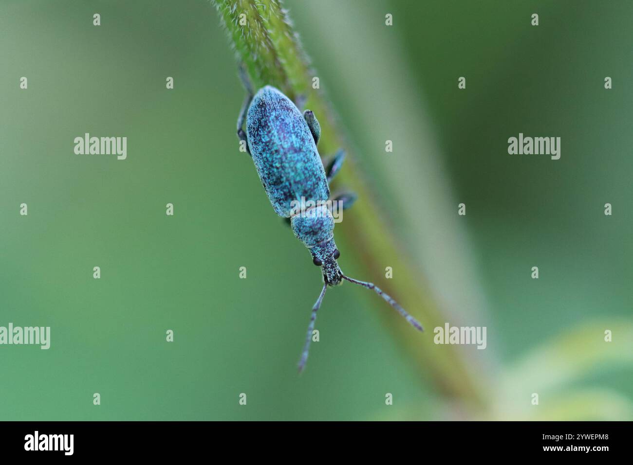 Nettle weevil (Phyllobius pomaceus Stock Photo - Alamy