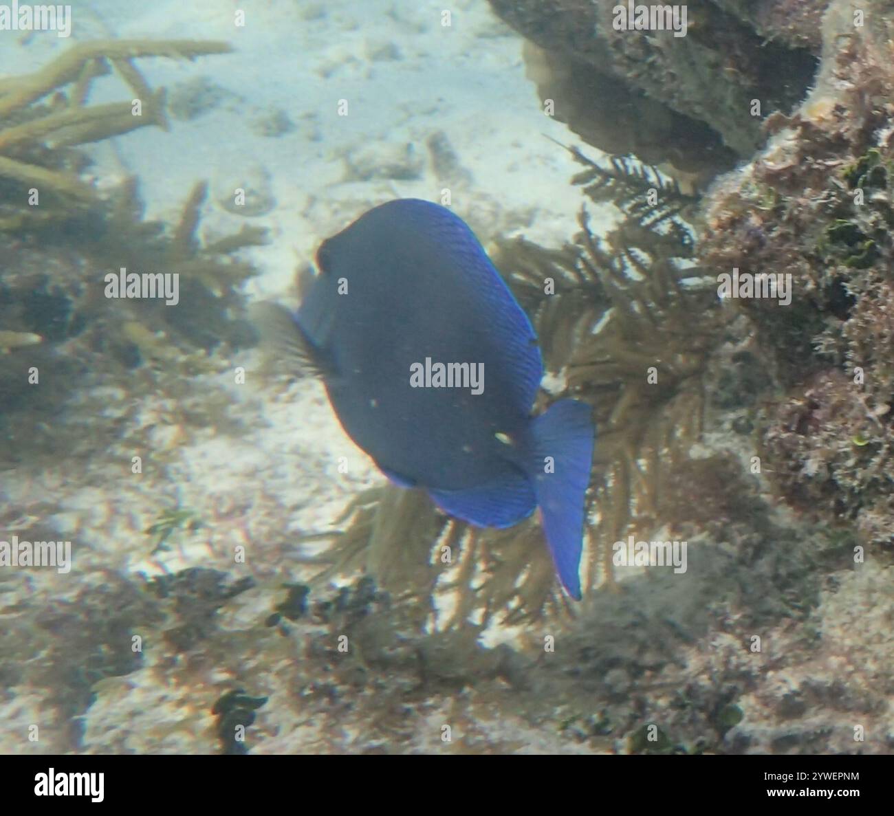 Atlantic Blue Tang (Acanthurus coeruleus Stock Photo - Alamy