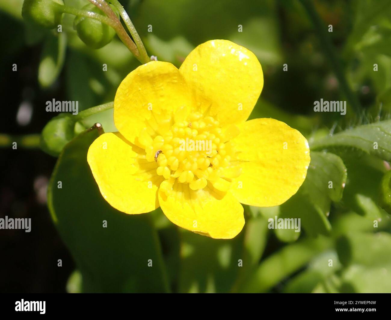 Western Buttercup (Ranunculus occidentalis Stock Photo - Alamy