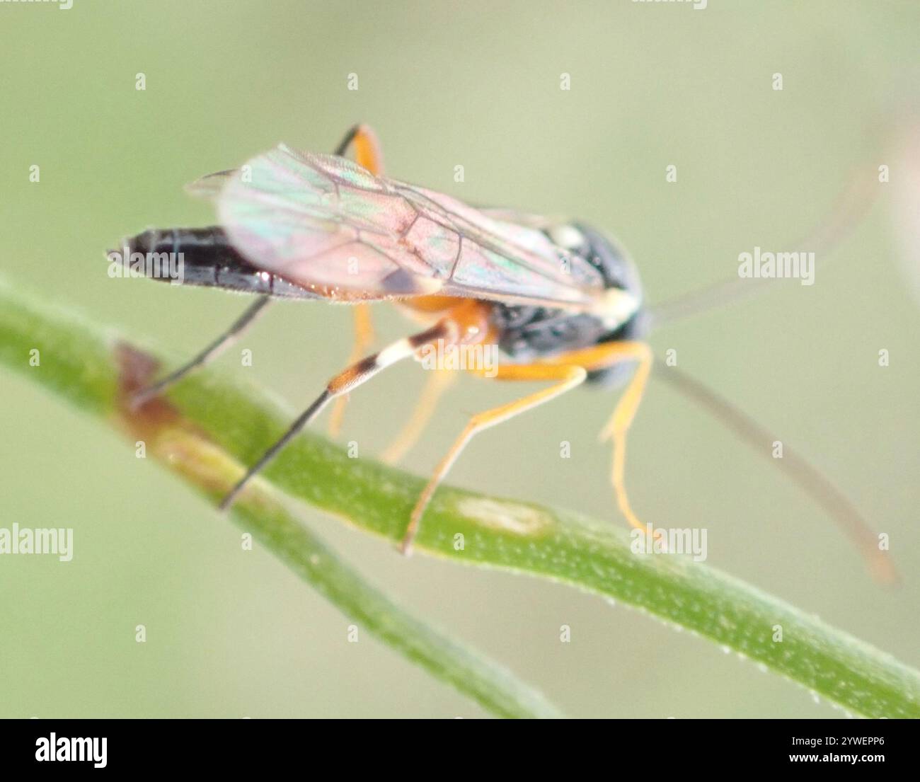 Common Hover Fly Parasitoid Wasp (Diplazon laetatorius Stock Photo - Alamy
