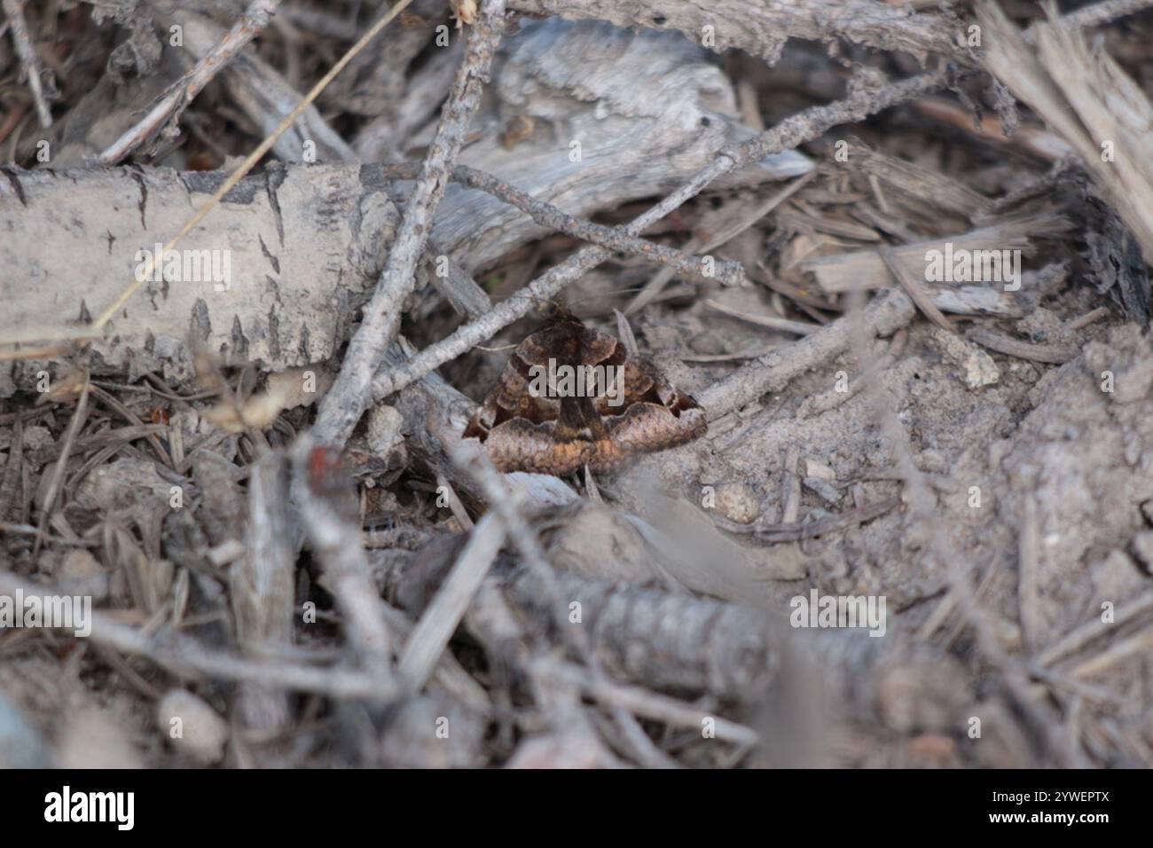 Ardita hi-res stock photography and images - Alamy