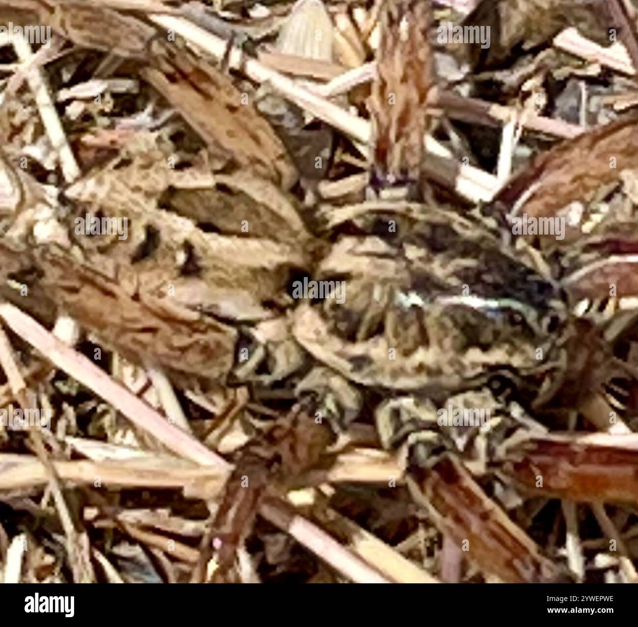 Brush-legged Spiders (Schizocosa Stock Photo - Alamy