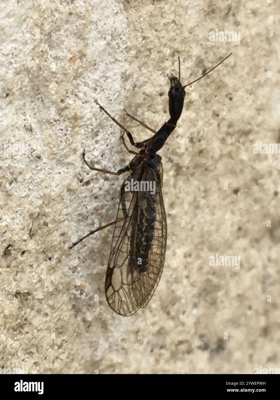 Raphidiid Snakeflies (Raphidiidae Stock Photo - Alamy