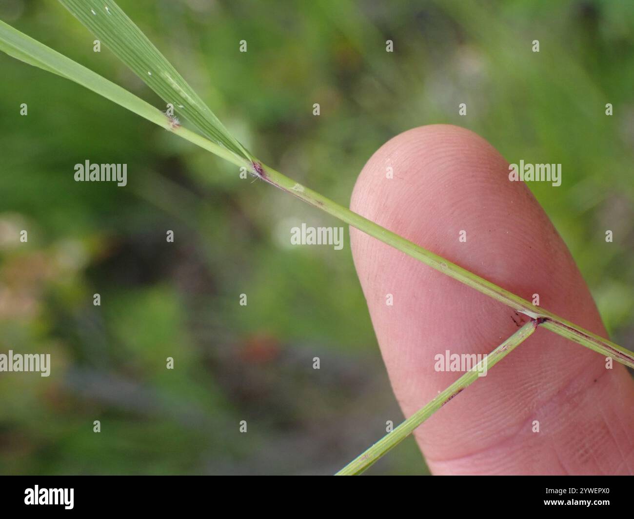 smallflower melicgrass (Melica imperfecta Stock Photo - Alamy