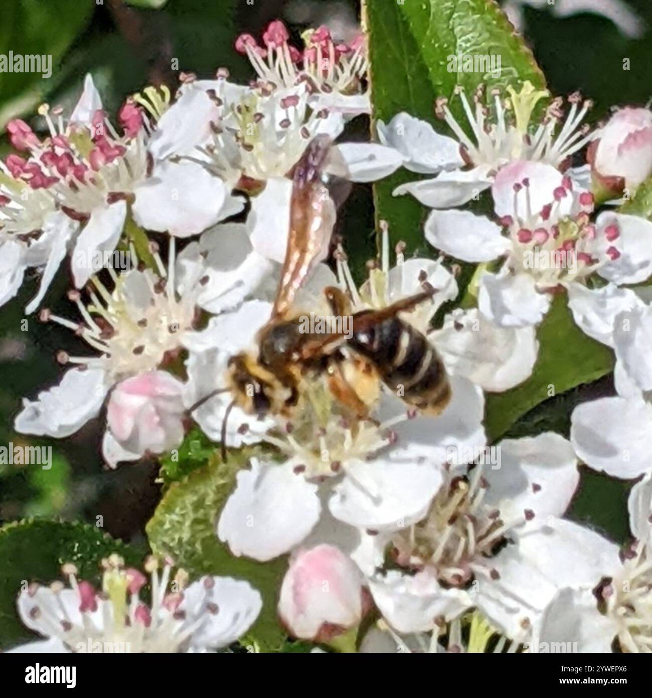 Prunus Miner Bee (Andrena prunorum Stock Photo - Alamy