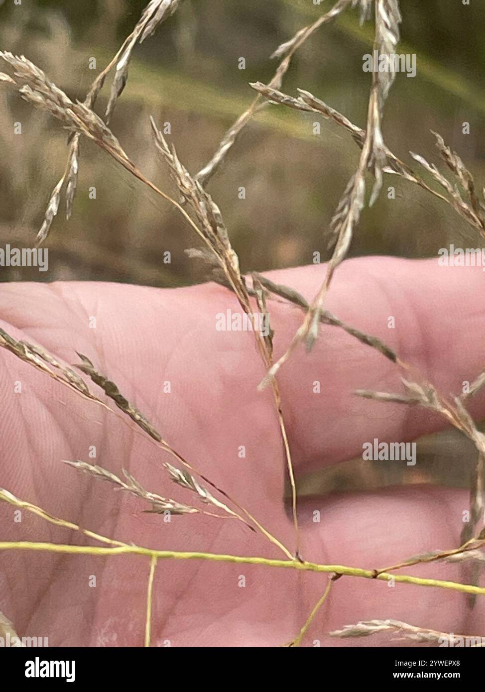 African love grass (Eragrostis curvula Stock Photo - Alamy