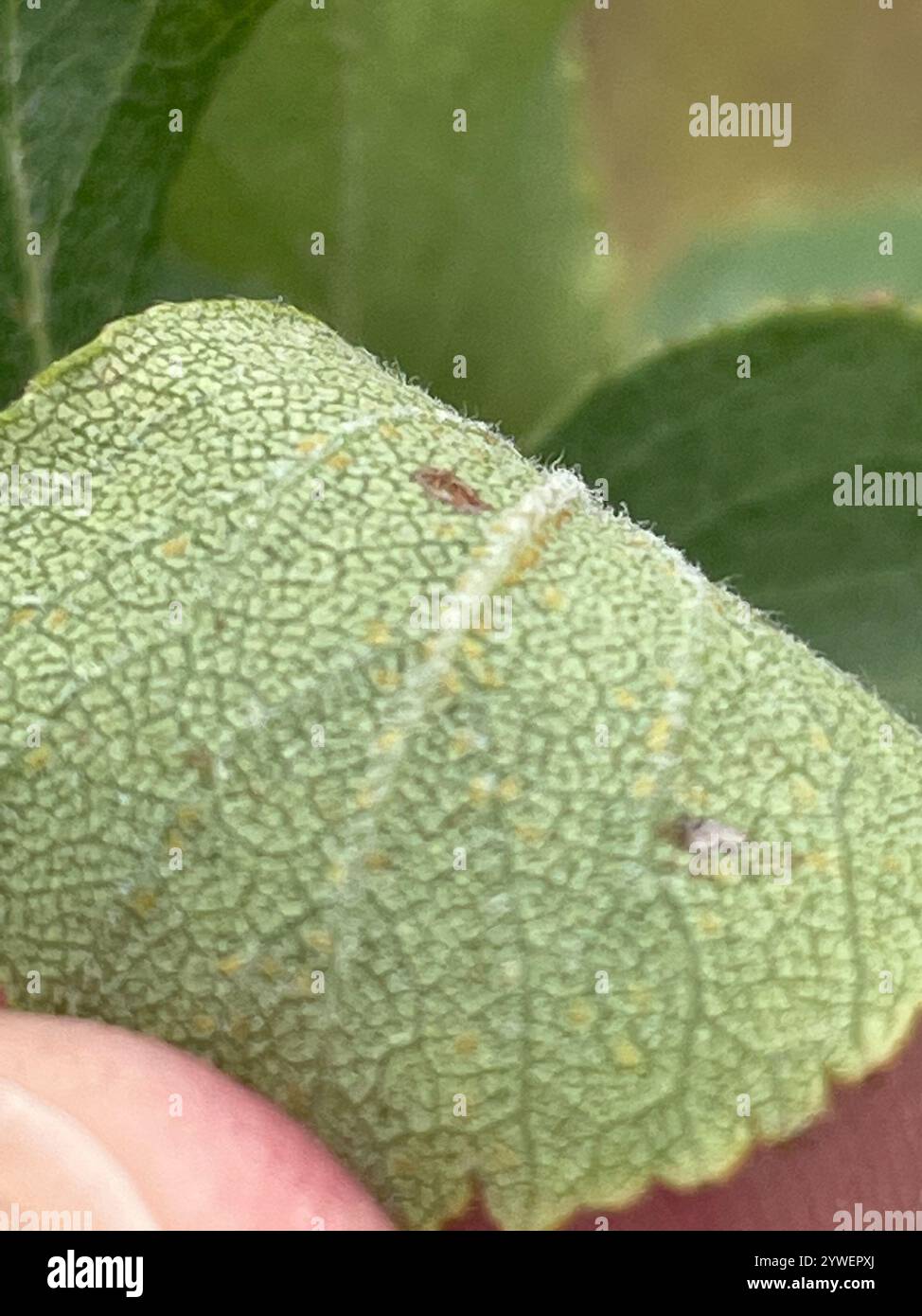 One-flowered Hawthorn (Crataegus uniflora Stock Photo - Alamy