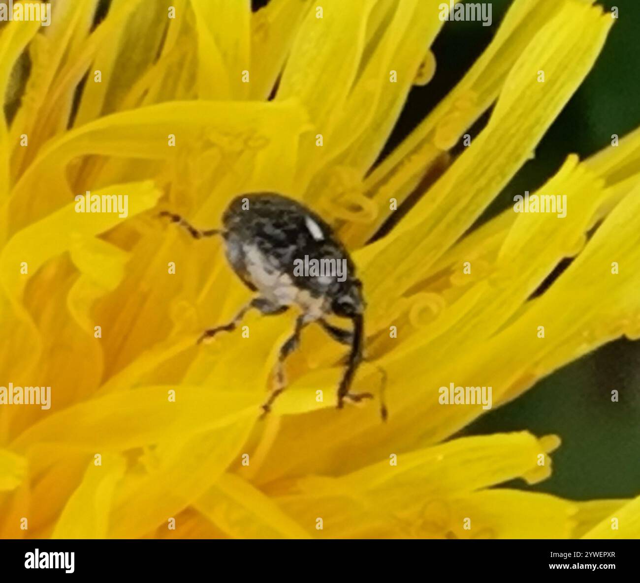 Cabbage Stem Weevil (Ceutorhynchus pallidactylus Stock Photo - Alamy