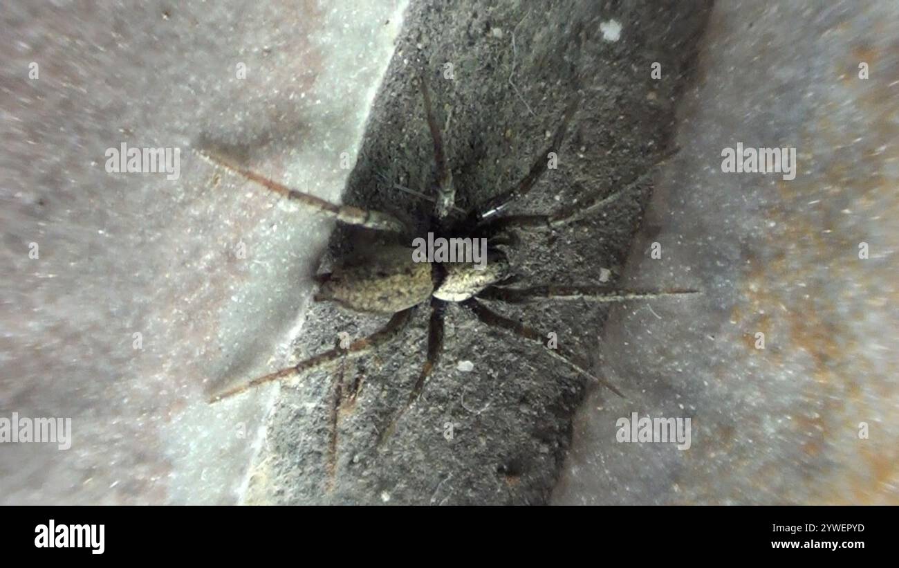 Nomisia Ground Spiders (Nomisia Stock Photo - Alamy