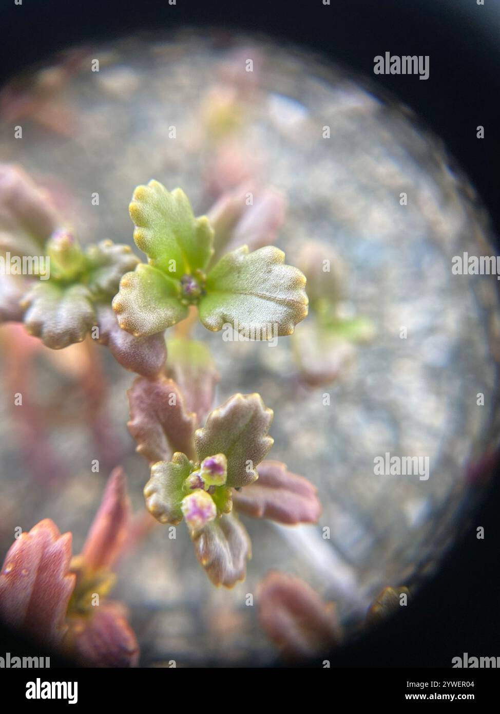 Edentula hi-res stock photography and images - Alamy