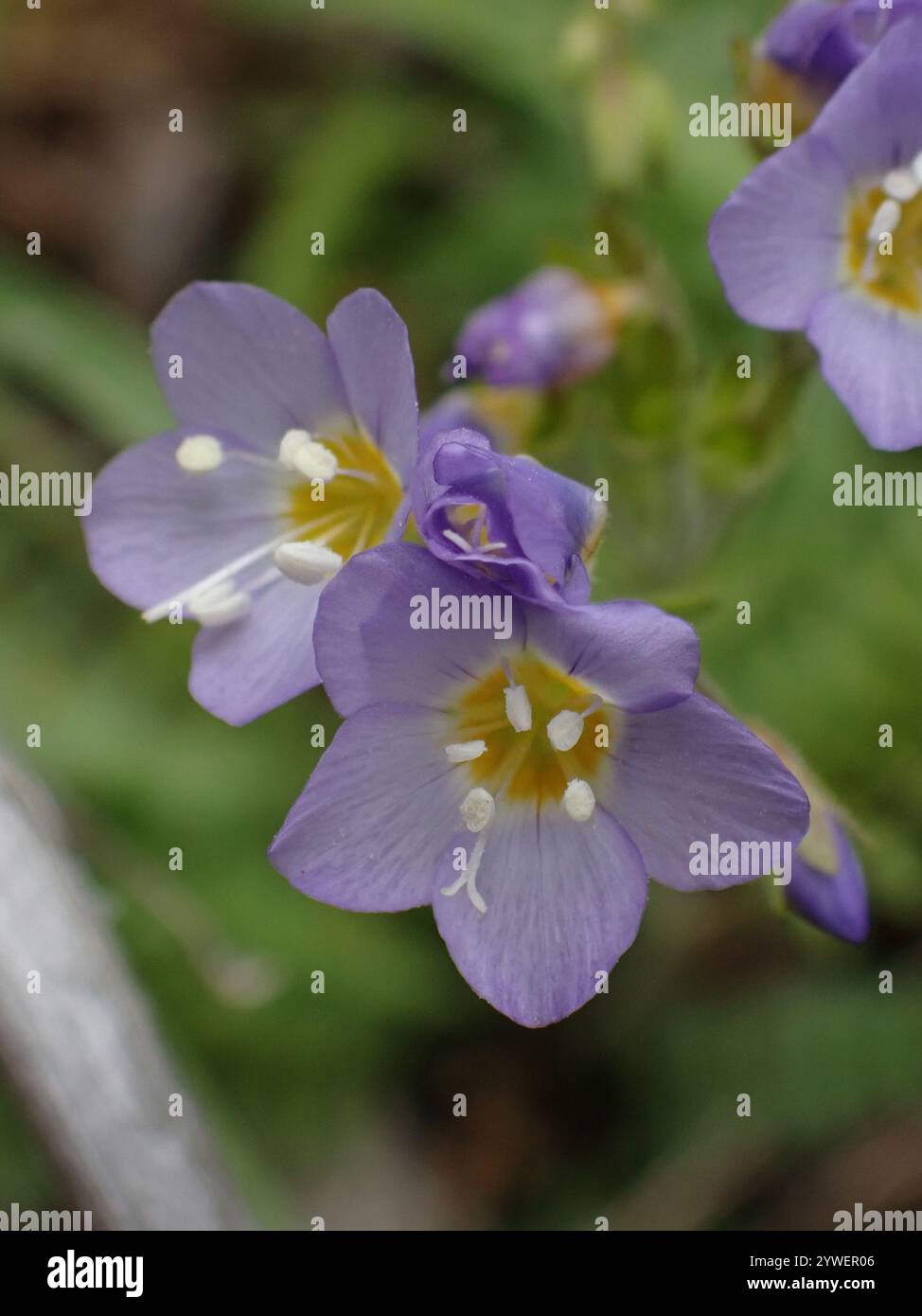 Pretty Jacob's-ladder (Polemonium pulcherrimum Stock Photo - Alamy