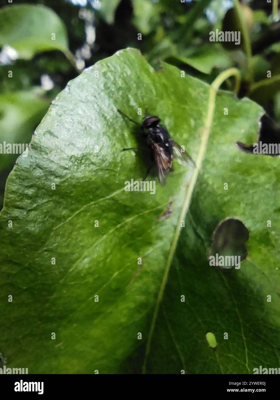 Face fly (Musca autumnalis Stock Photo - Alamy