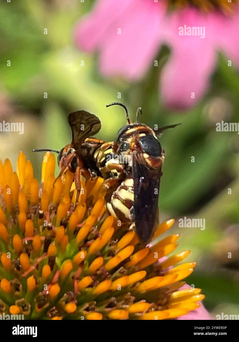 Curved Pebble Bee (Dianthidium curvatum Stock Photo - Alamy