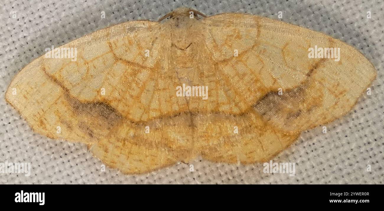 Horned Spanworm Moth (Nematocampa resistaria Stock Photo - Alamy