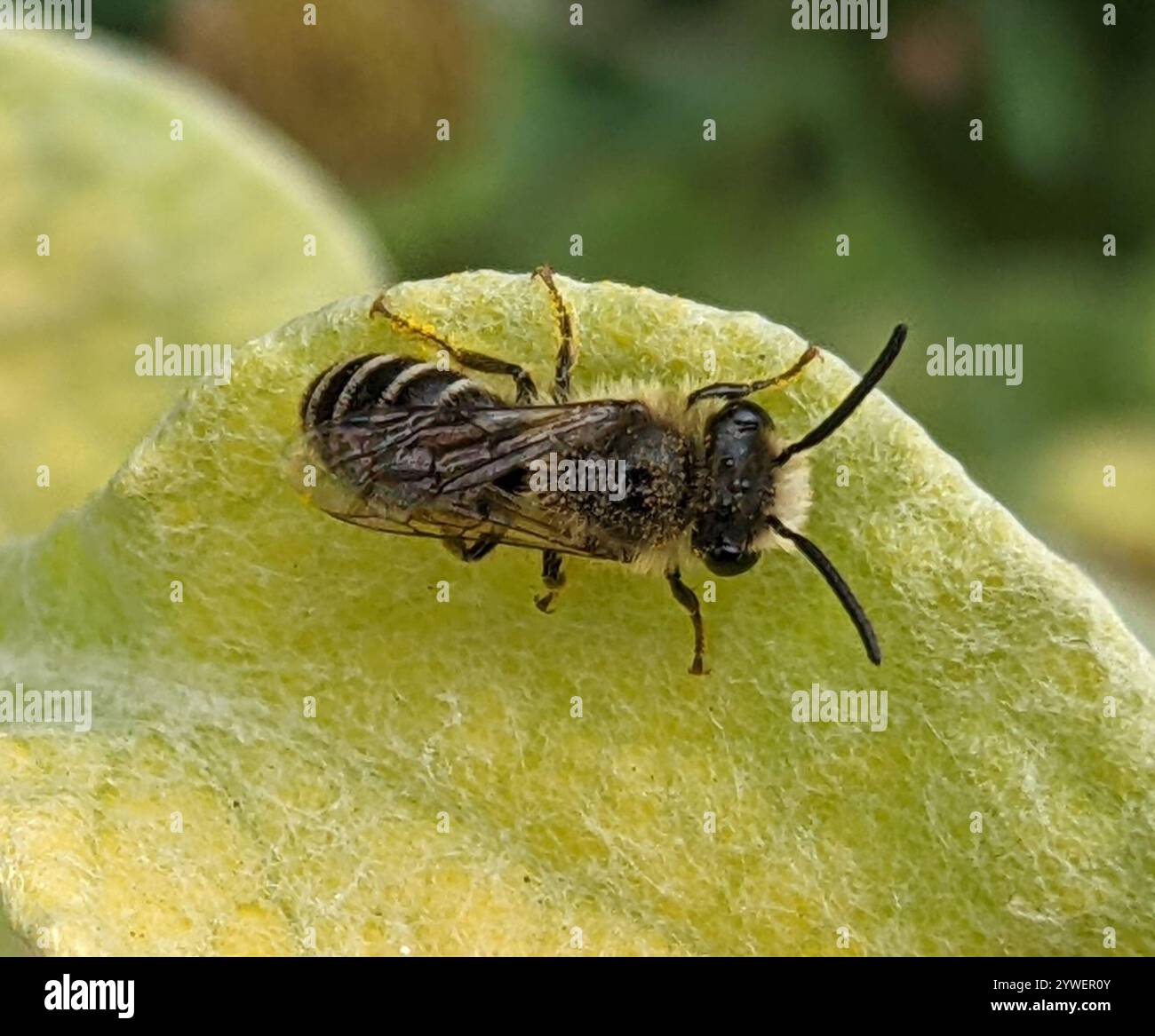 Mining Bees (Andrena Stock Photo - Alamy