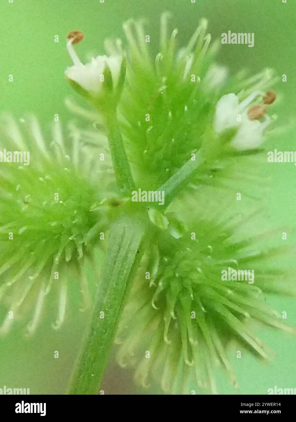 large-fruited sanicle (Sanicula trifoliata Stock Photo - Alamy