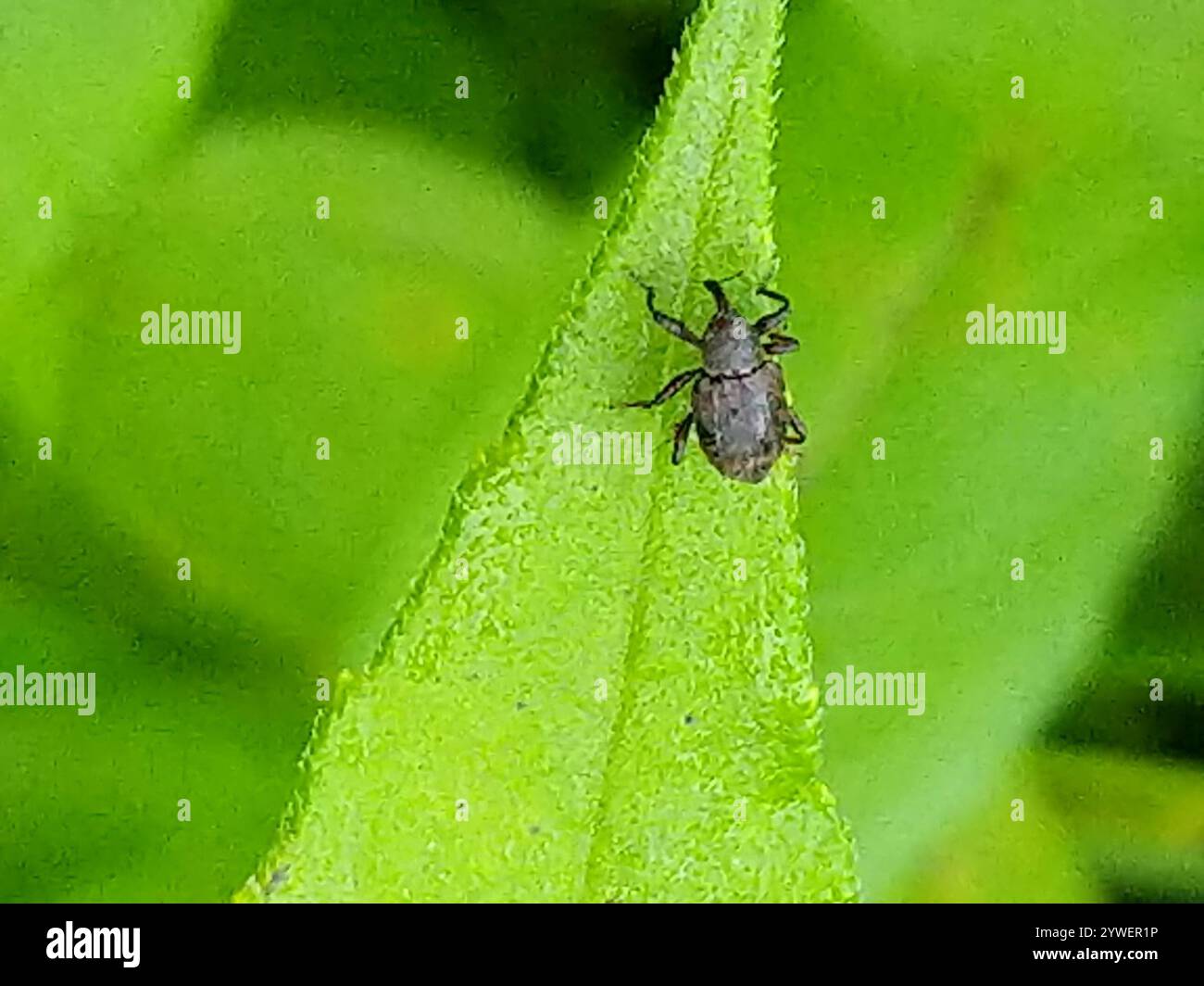 True Weevils (Curculionidae Stock Photo - Alamy