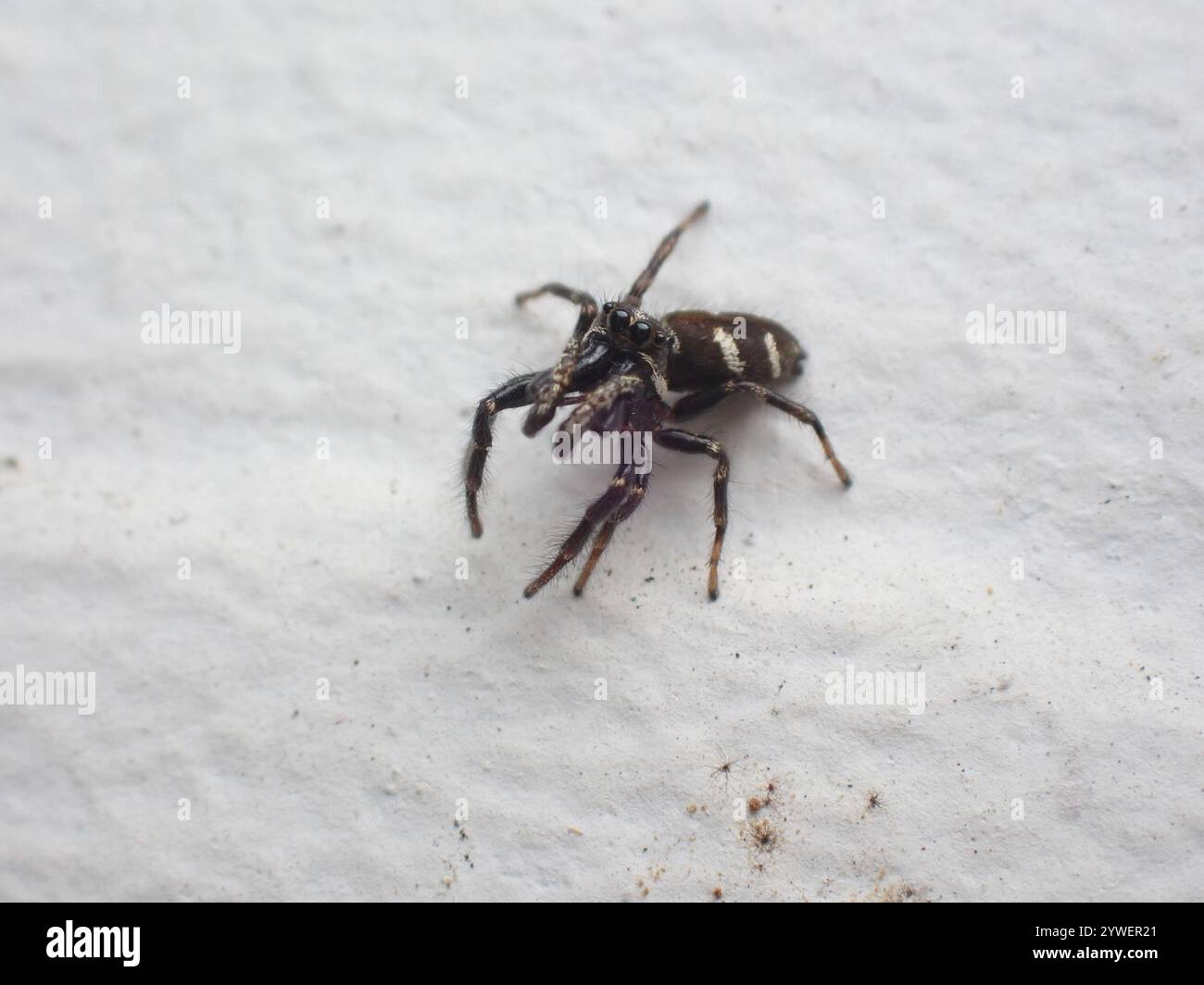 Zebra Jumping Spider (Salticus scenicus Stock Photo - Alamy