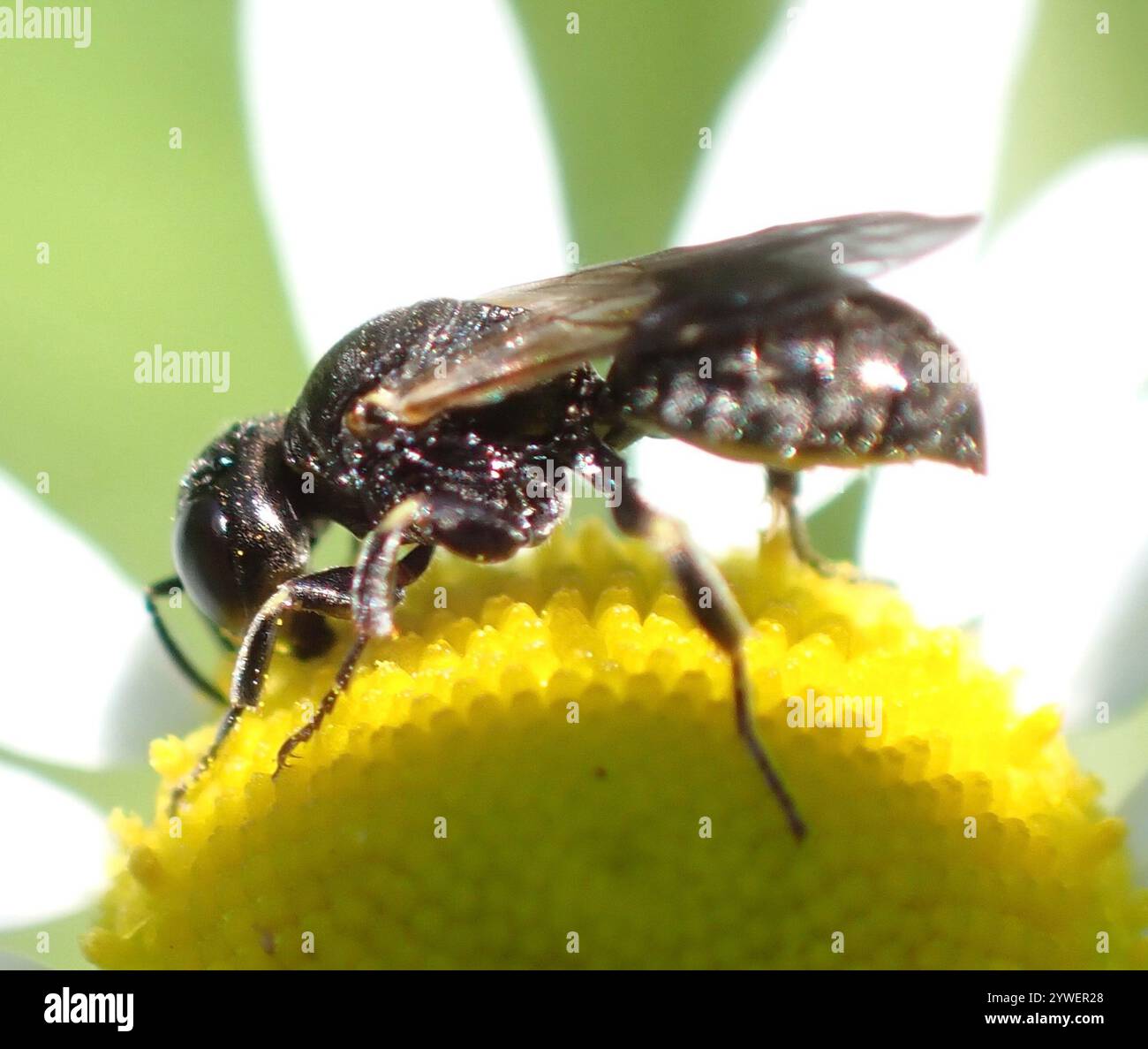 Square-headed Wasps, Sand Wasps, and Allies (Crabronidae Stock Photo ...