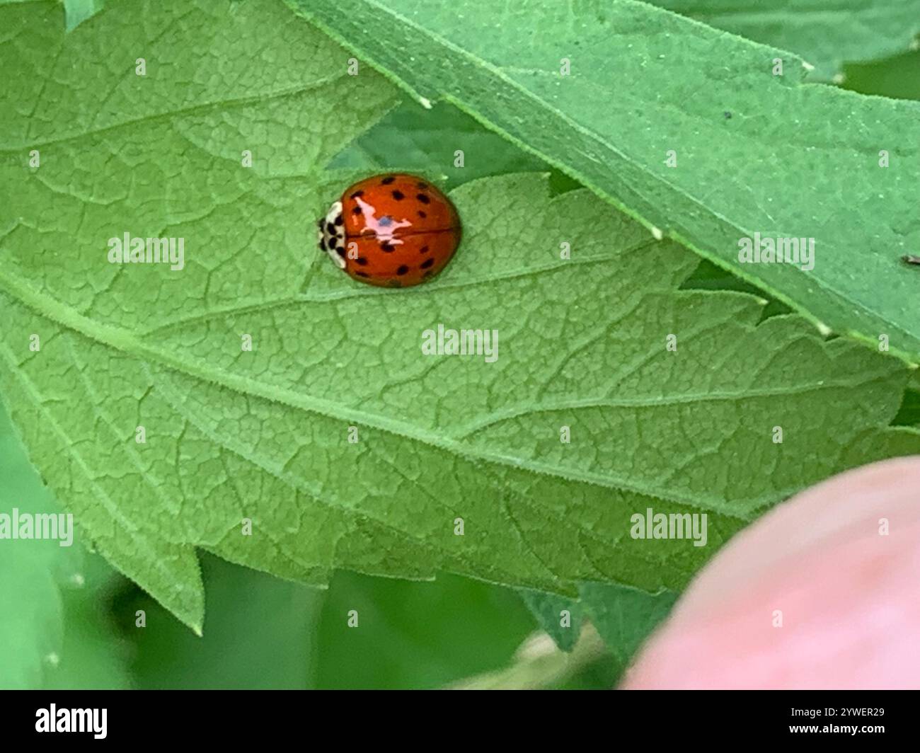Asian Lady Beetle (Harmonia axyridis Stock Photo - Alamy