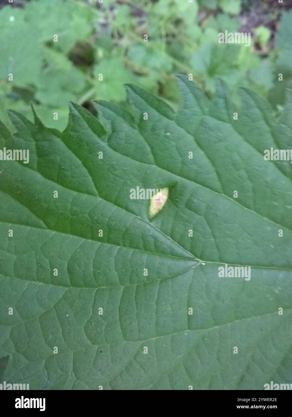 Nettle Clustercup Rust fungus (Puccinia urticata Stock Photo - Alamy