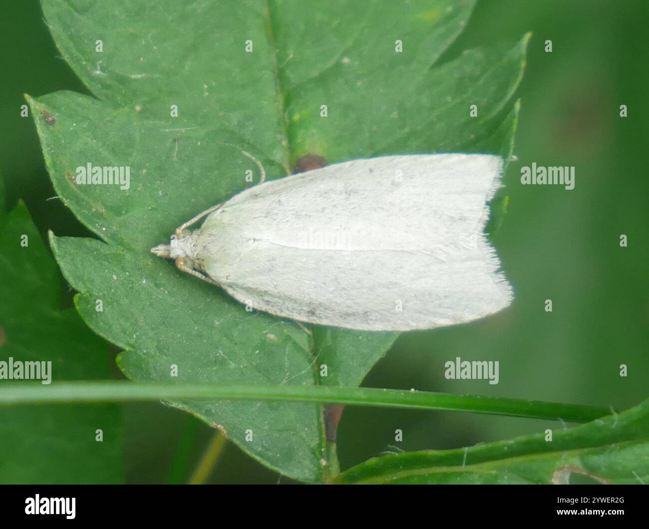 Green Oak Tortrix (Tortrix viridana Stock Photo - Alamy