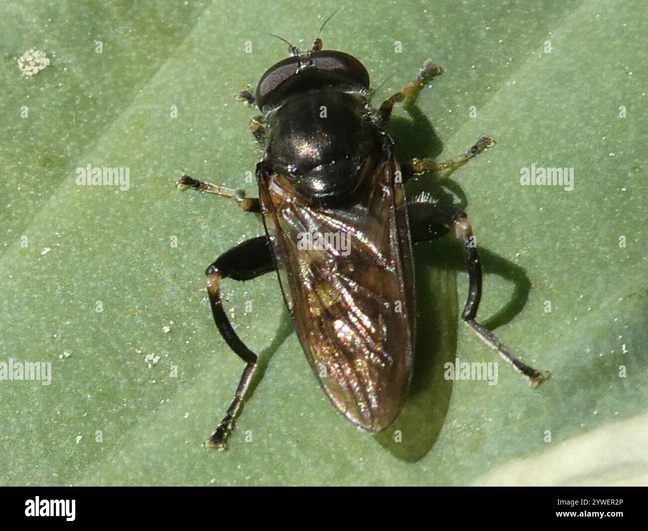Chalcosyrphus hi-res stock photography and images - Alamy
