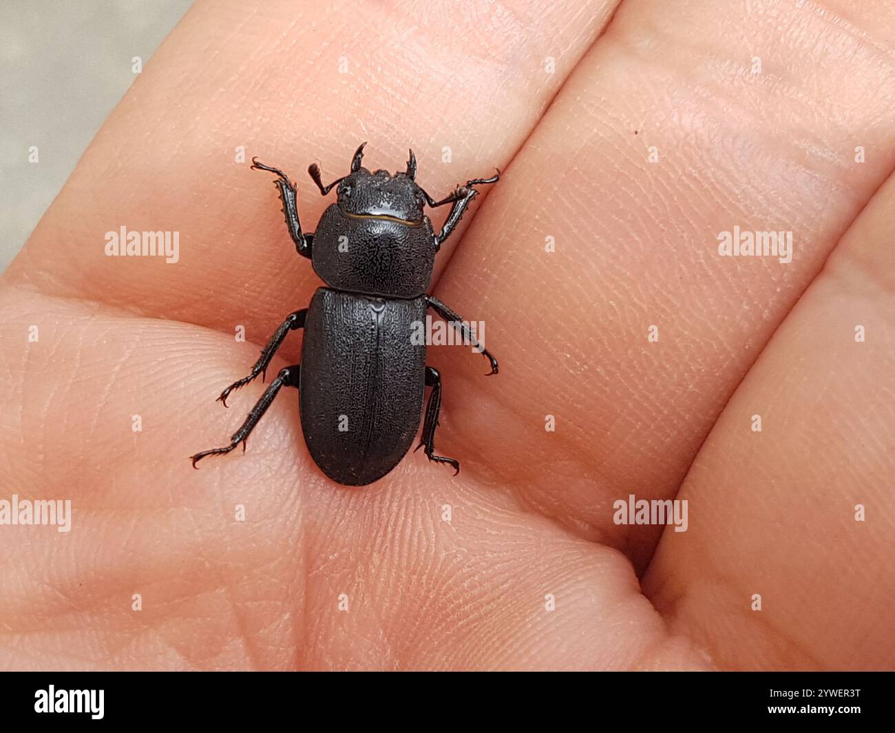Lesser Stag Beetle (Dorcus parallelipipedus Stock Photo - Alamy