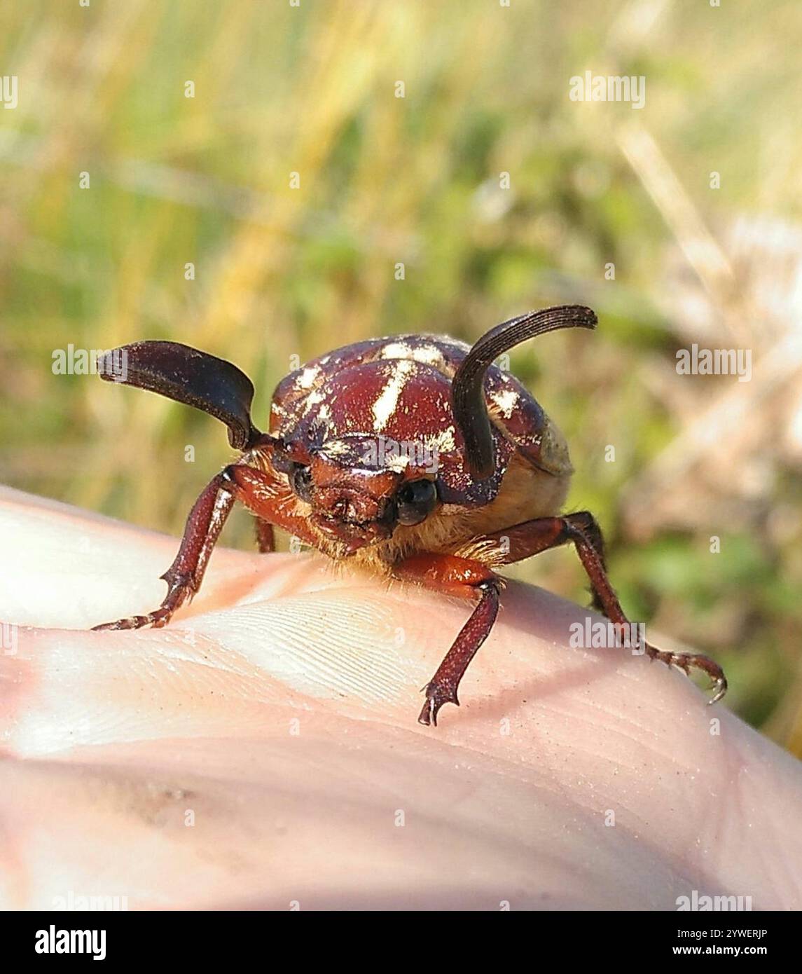 Pine Chafer (Polyphylla fullo Stock Photo - Alamy