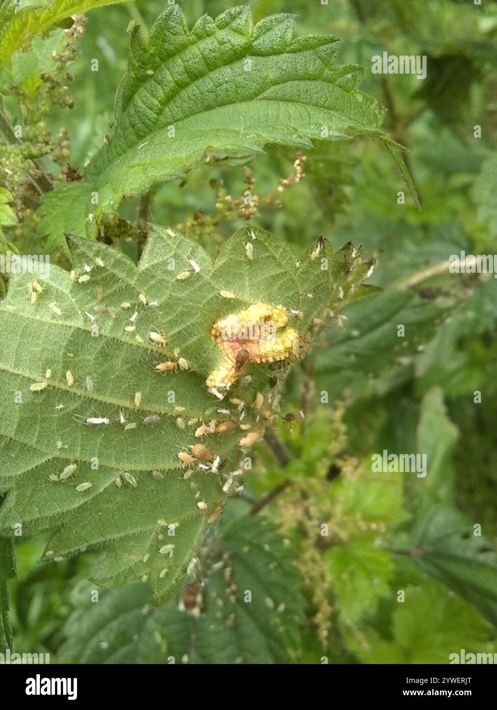Nettle Clustercup Rust fungus (Puccinia urticata Stock Photo - Alamy