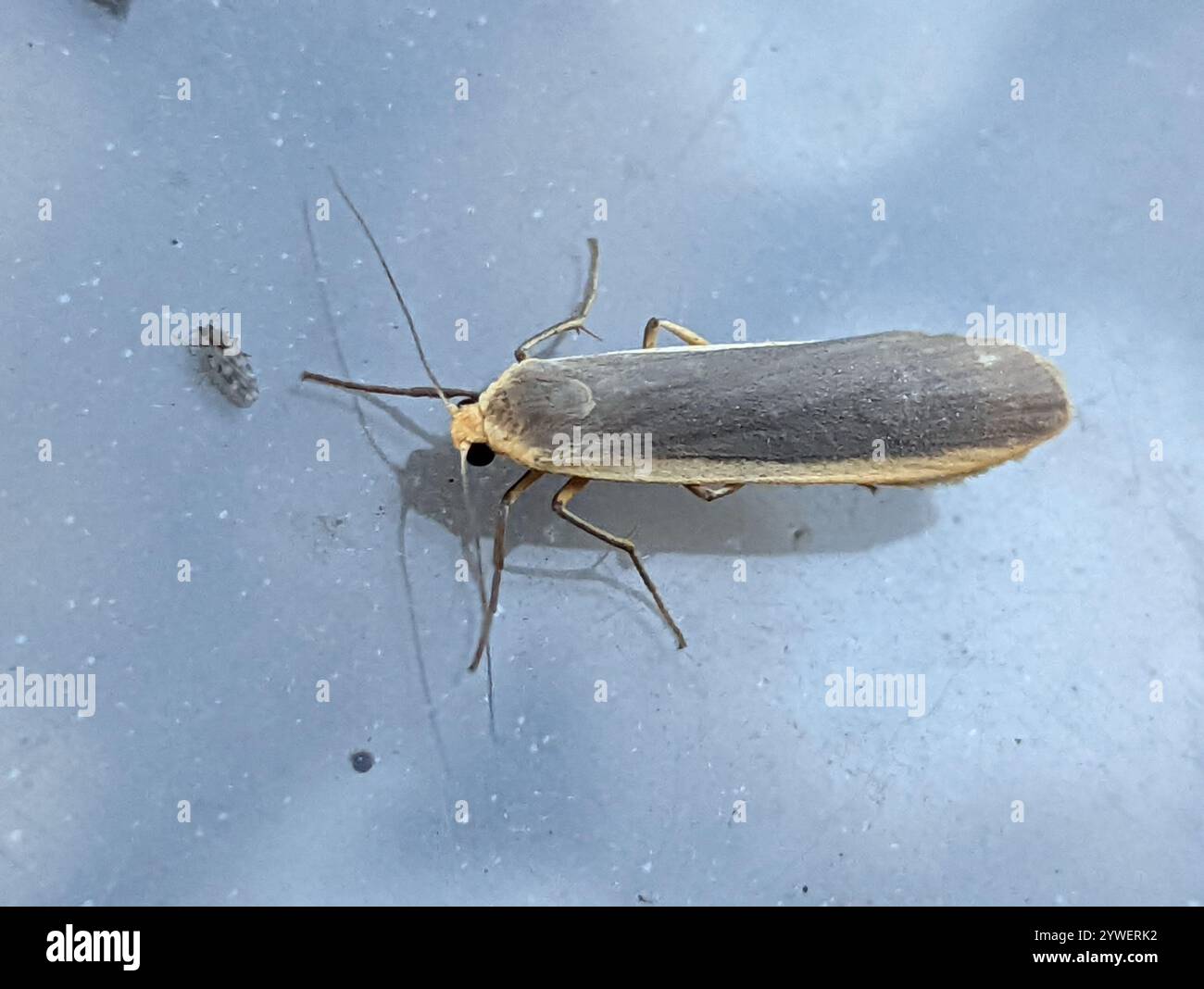 Common Footman (Eilema lurideola Stock Photo - Alamy