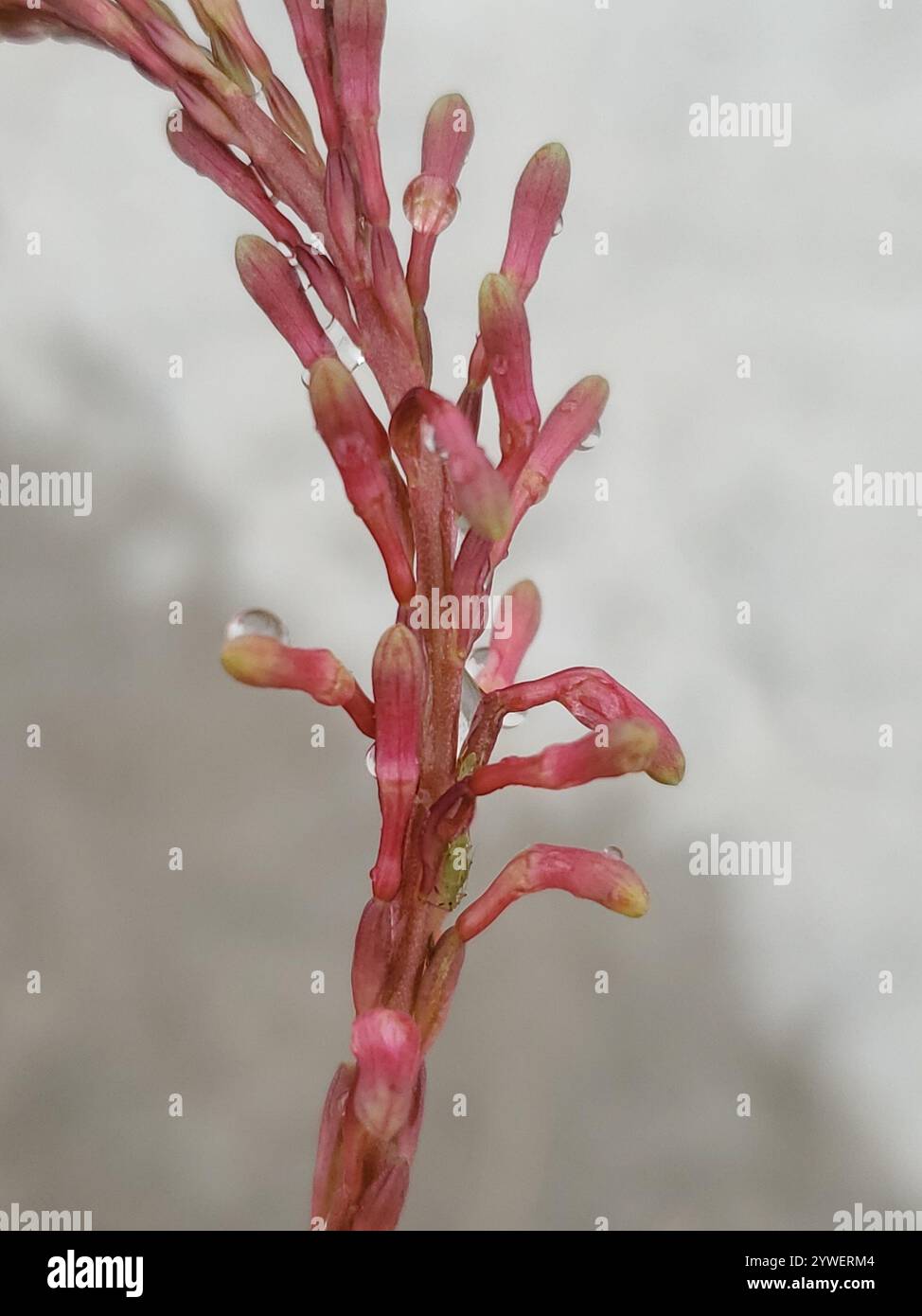 velvetweed (Oenothera curtiflora Stock Photo - Alamy