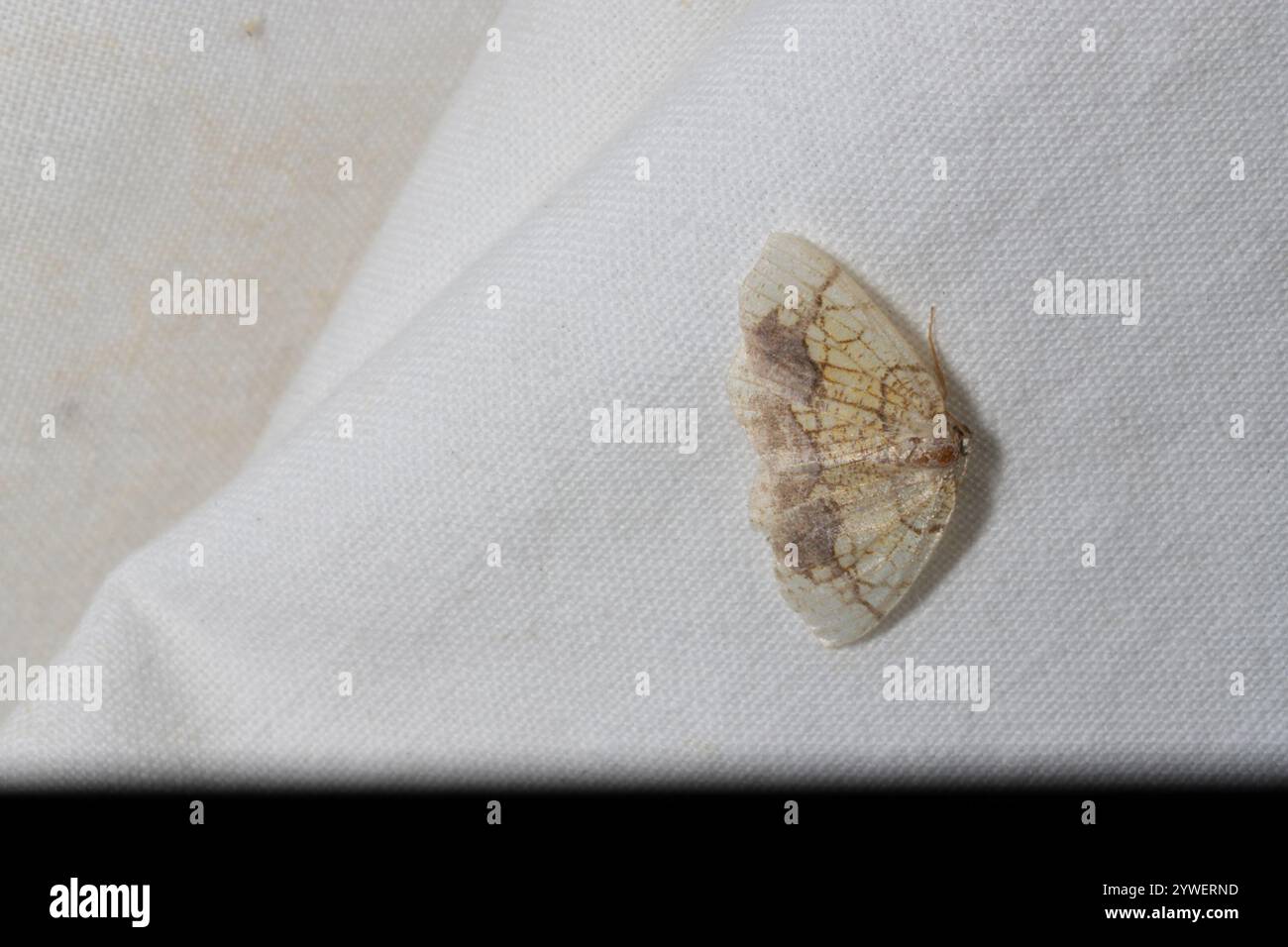 Horned spanworm hi-res stock photography and images - Alamy