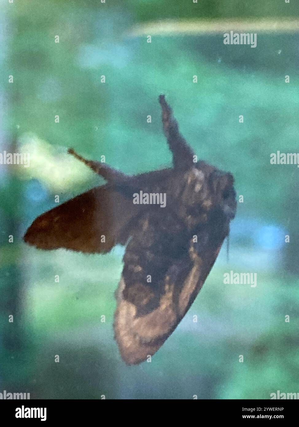 Saddleback Caterpillar Moth (Acharia stimulea Stock Photo - Alamy