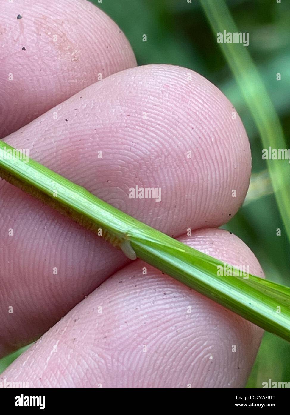 fox sedge (Carex vulpinoidea Stock Photo - Alamy