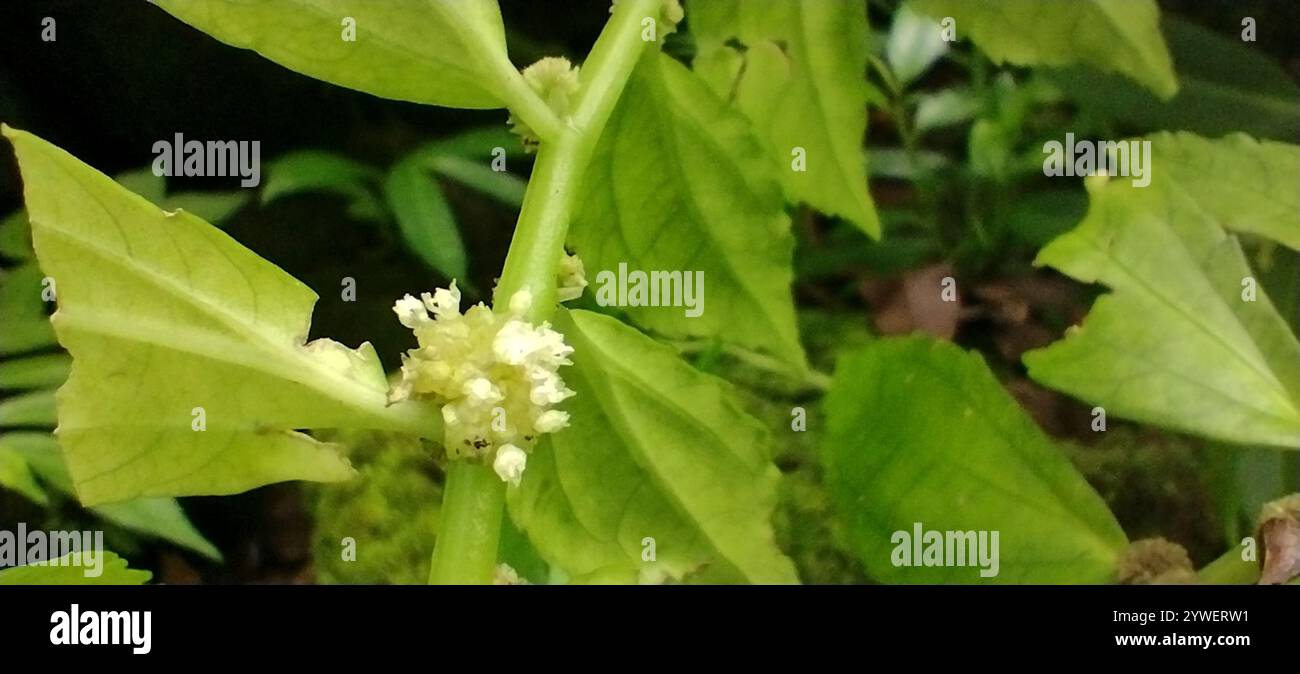 nettle family (Urticaceae Stock Photo - Alamy