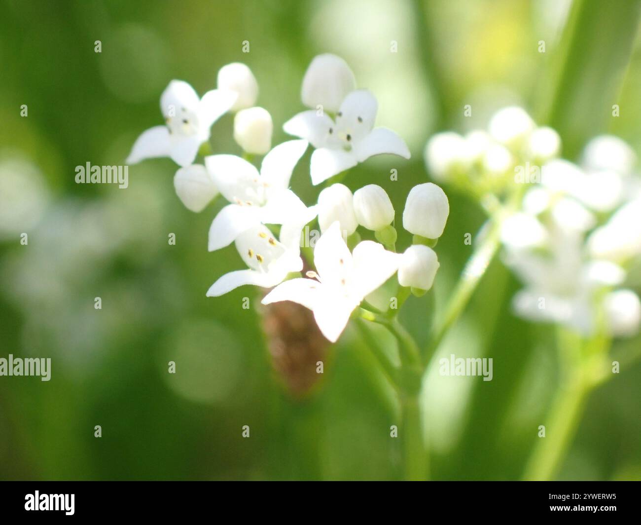 Common Marsh-bedstraw (Galium palustre Stock Photo - Alamy