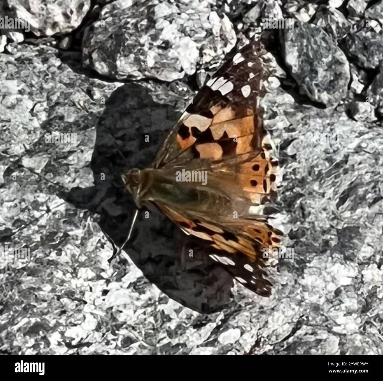 Painted Lady (Vanessa cardui Stock Photo - Alamy
